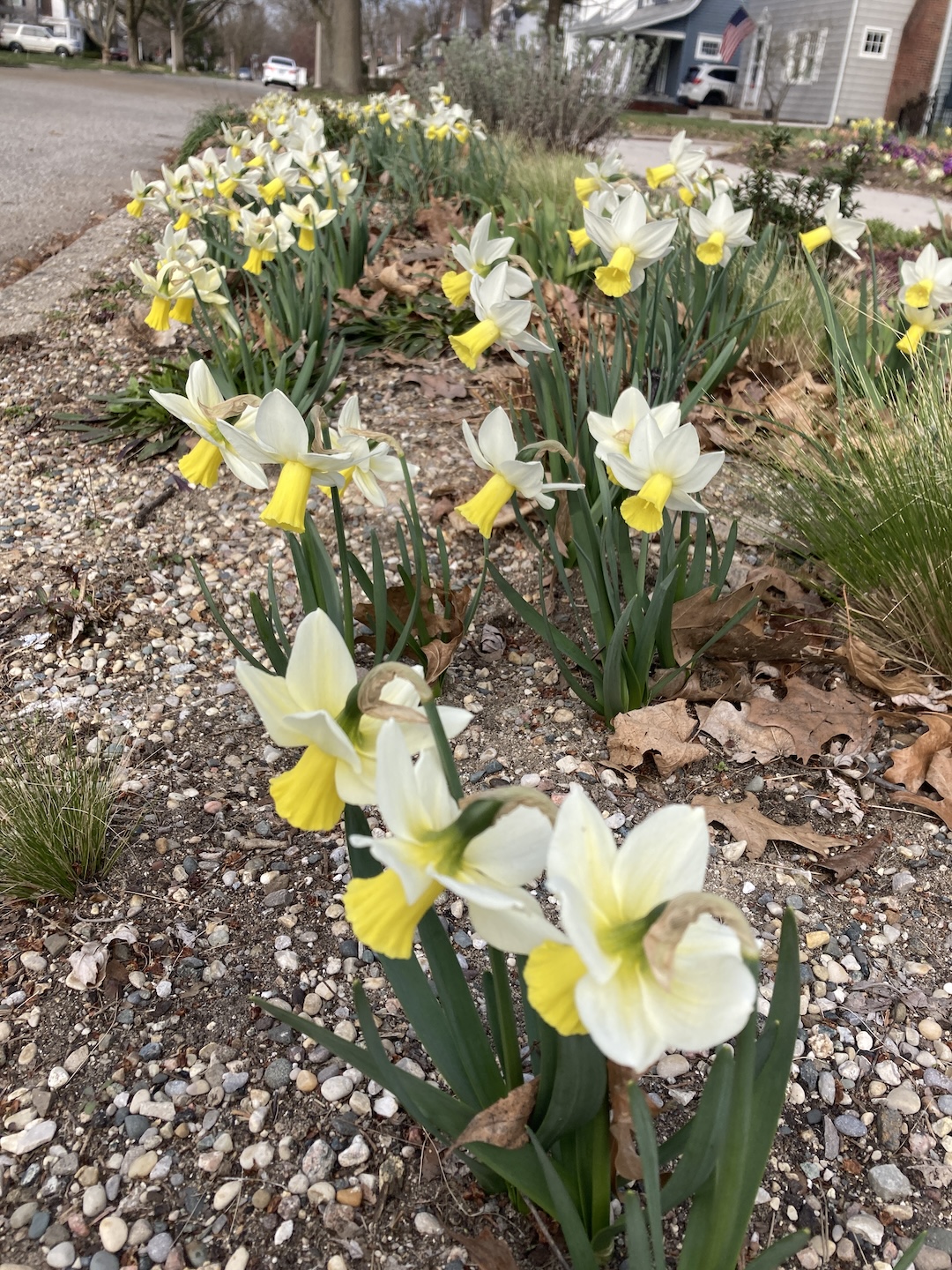 Joseph’s Favorite Daffodils - Fine Gardening