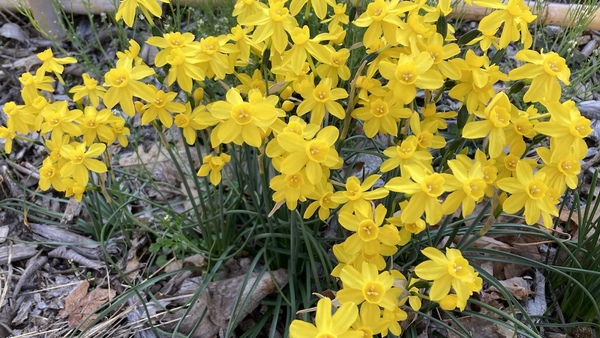 Native Spring Shows - Fine Gardening