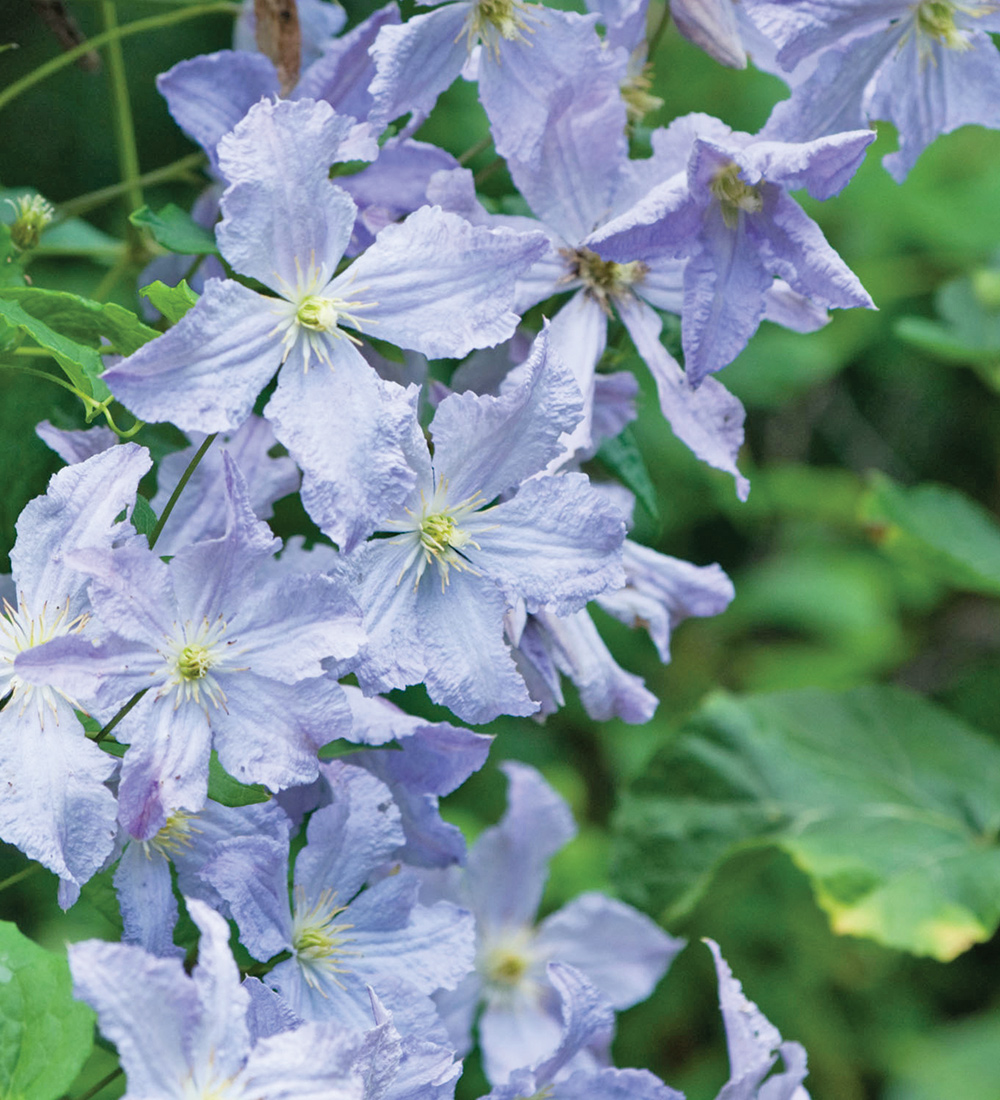 Shopping-List Plants for the Mid-Atlantic - Fine Gardening