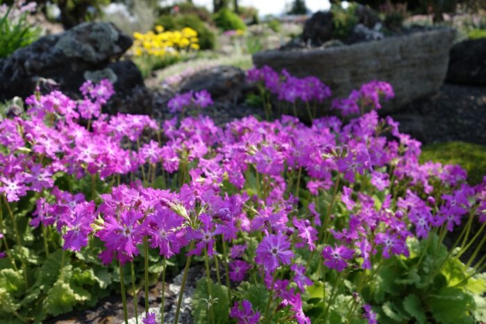 Underrated Flowers of Spring - Fine Gardening