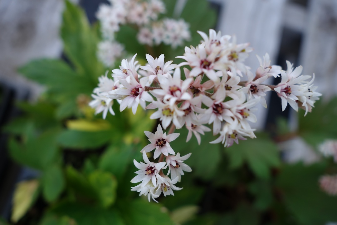 Underrated Flowers of Spring - Fine Gardening