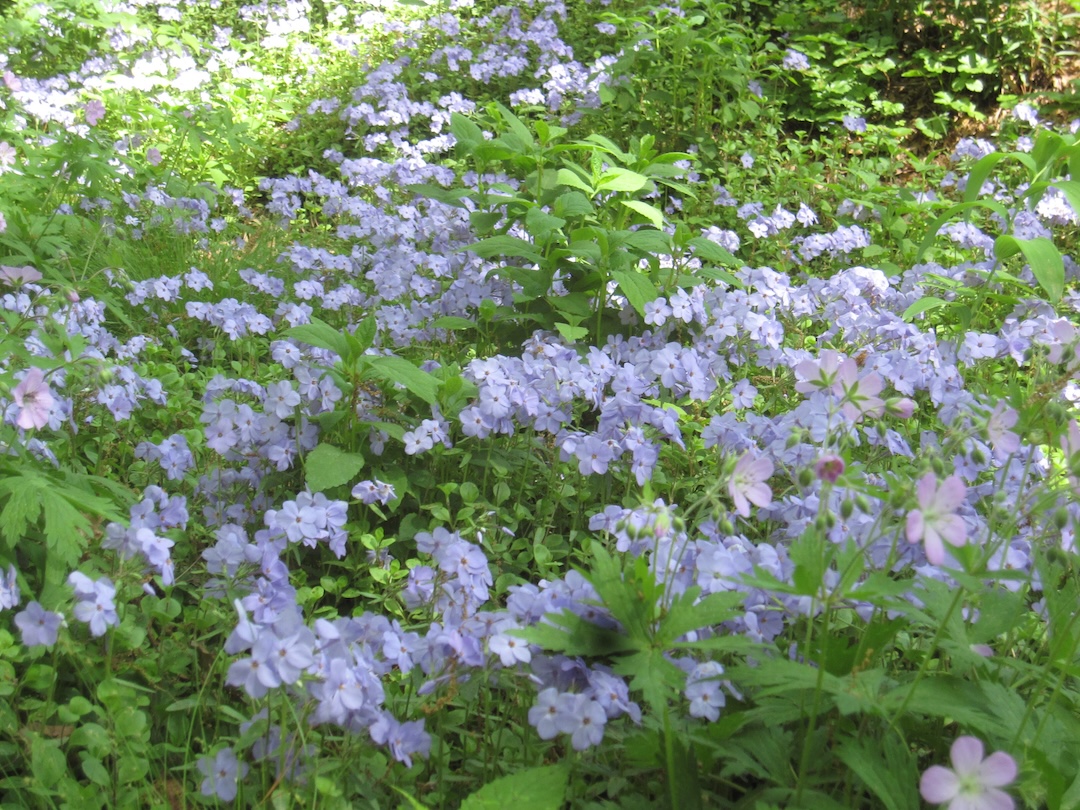 Underrated Flowers of Spring - Fine Gardening