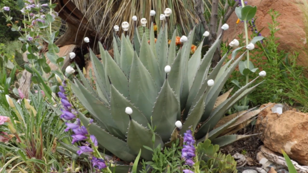 Great Native Plants From the Western United States—That Anyone Can Grow ...