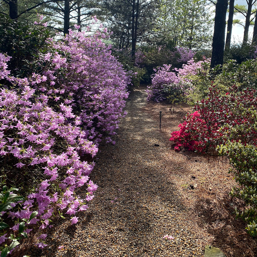 Guide to Growing Great Azaleas - Fine Gardening