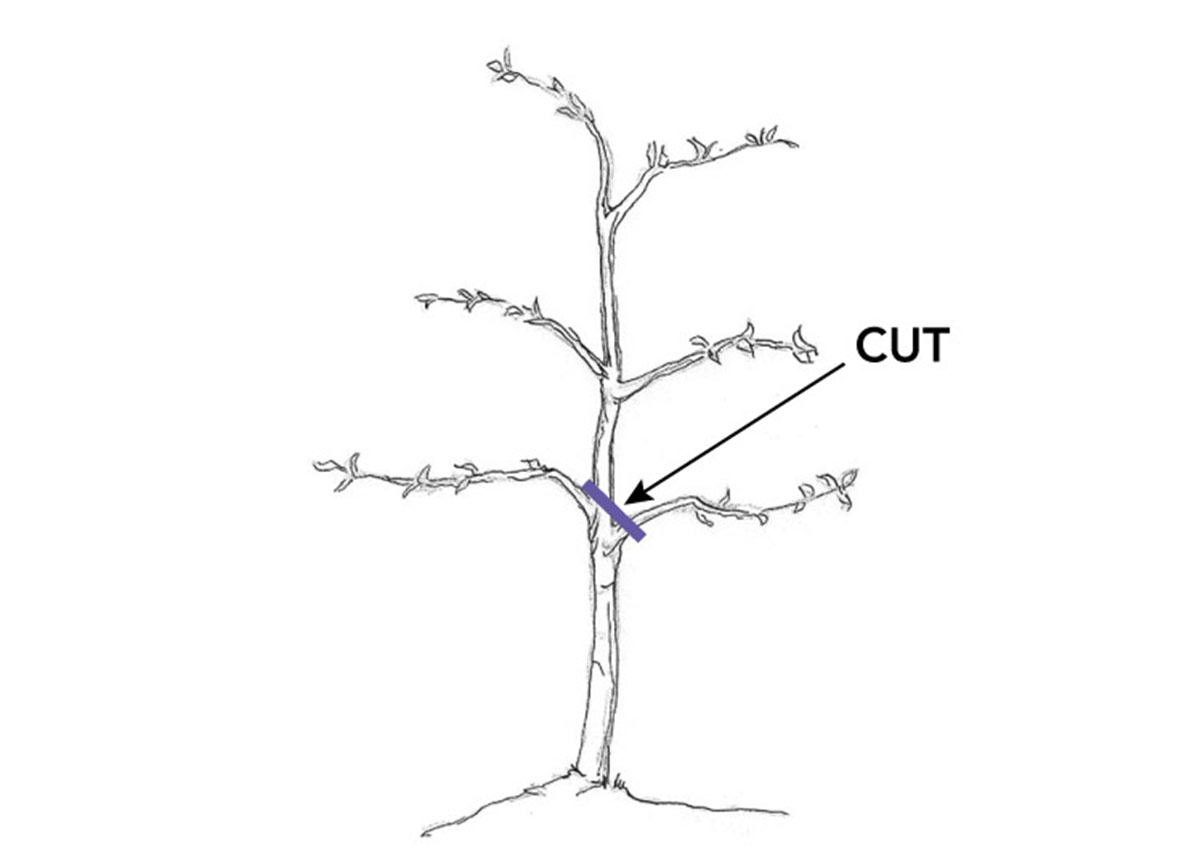 6 Tips for Pruning Young Fruit Trees - Fine Gardening