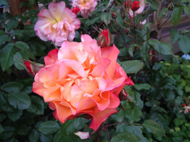 Best of the GPOD: Roses - Fine Gardening