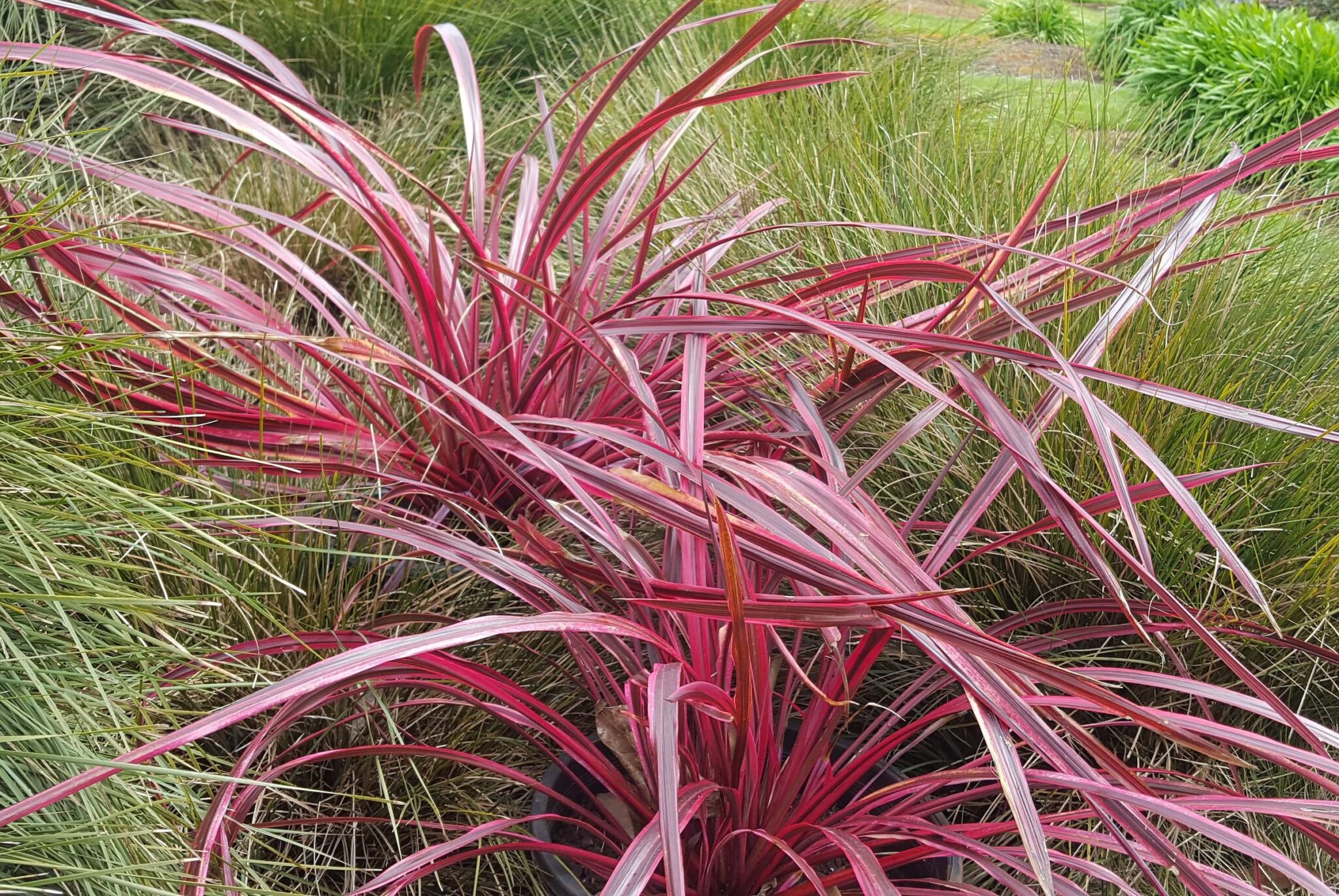 Tough Plants for Sustainable Gardening - Fine Gardening