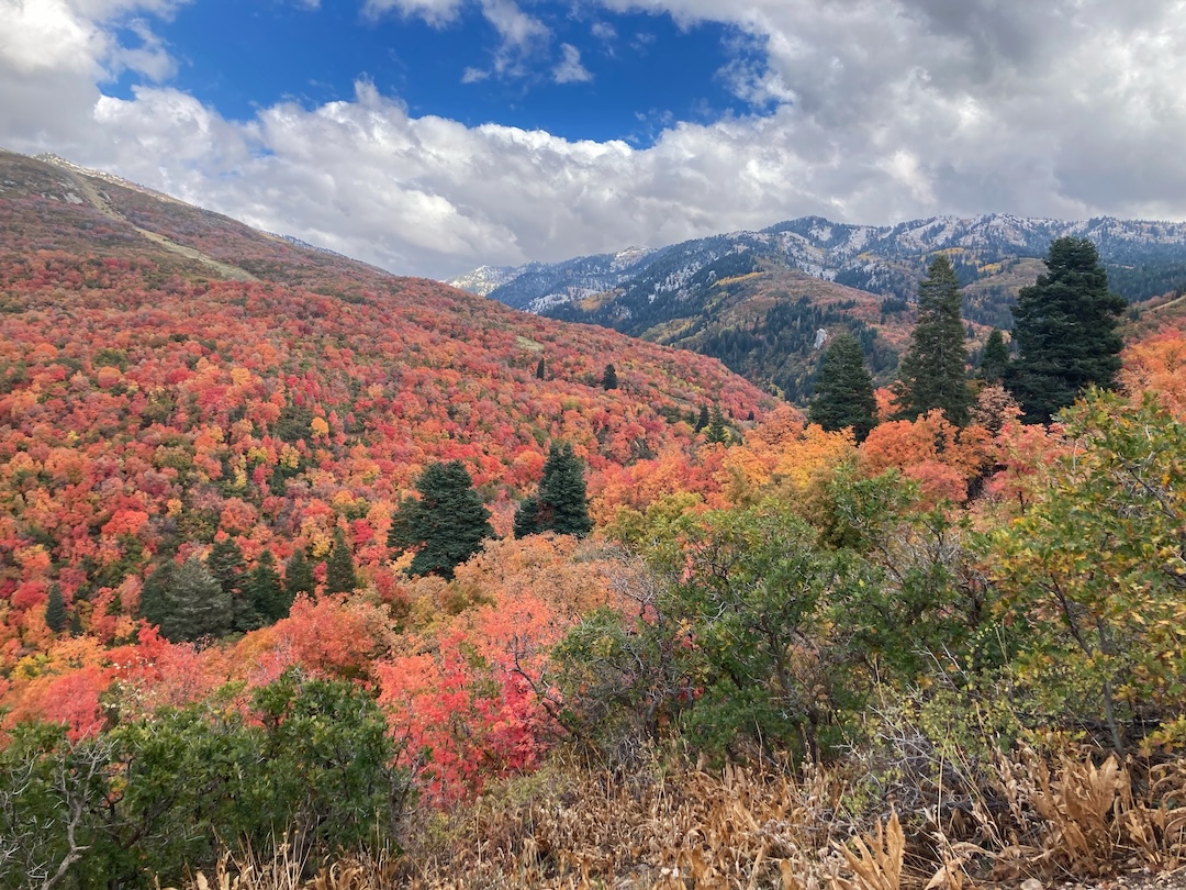 Utah Wildflowers - Fine Gardening