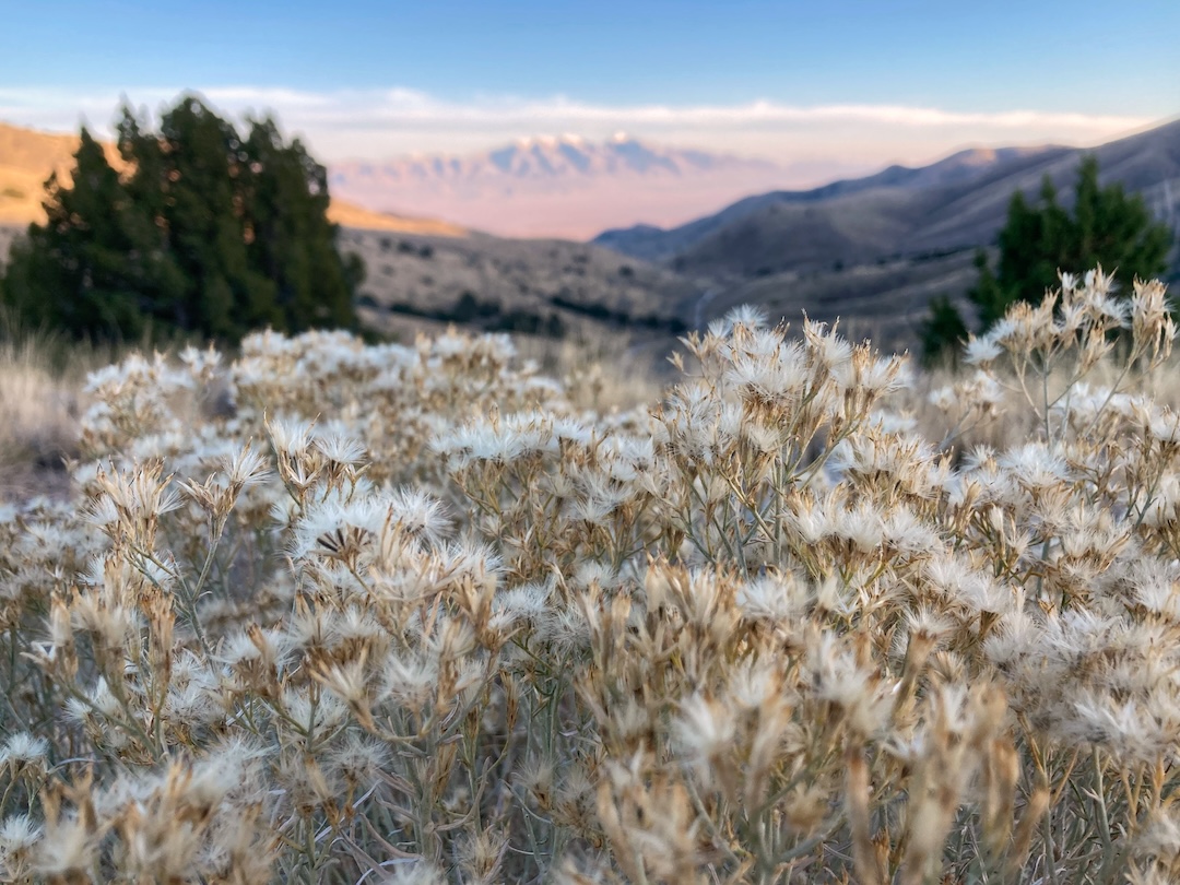 Utah Wildflowers - Fine Gardening