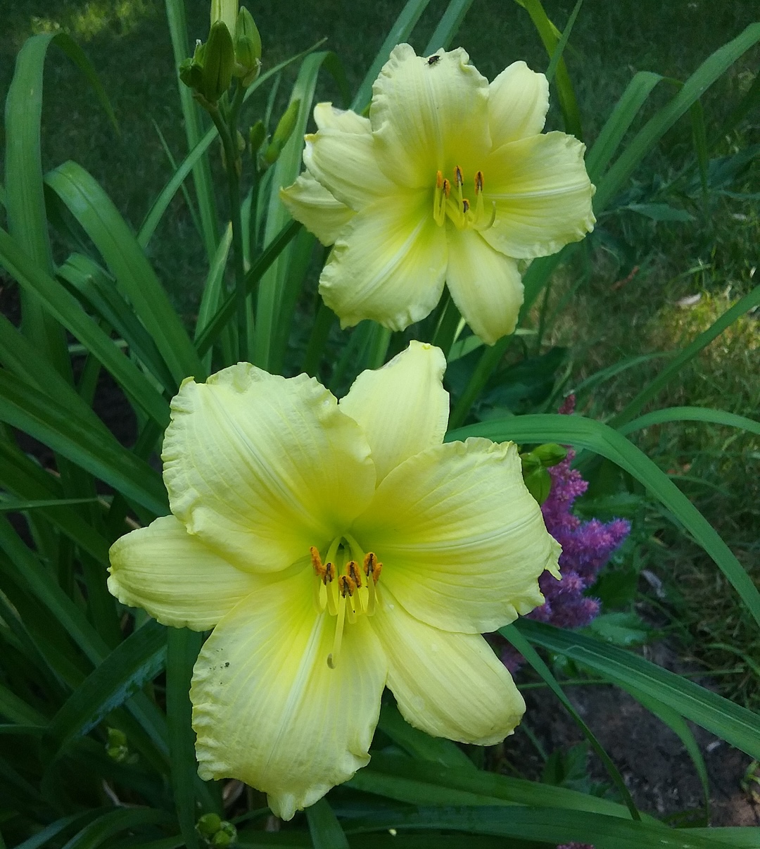 Anticipating the Colors of Summer - Fine Gardening