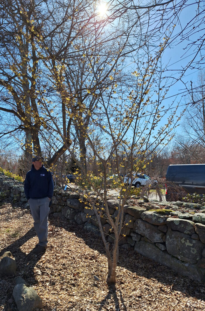 Episode 157: Flowering Trees for Every Season - Fine Gardening