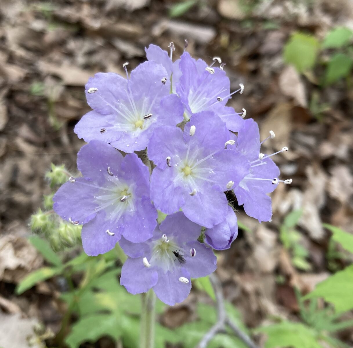 Purple wildflowers store