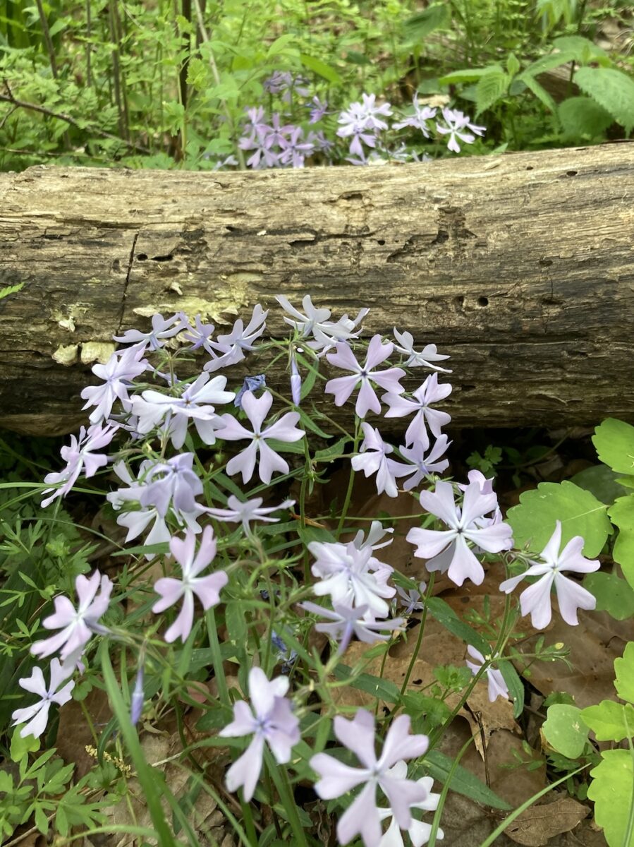 GPOD on the Road: Wildflowers of Southern Indiana - Fine Gardening