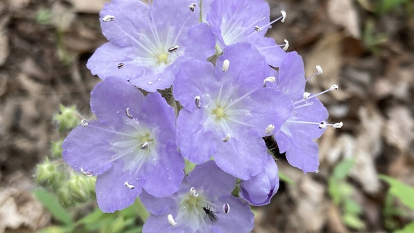 Native Spring Shows - Fine Gardening