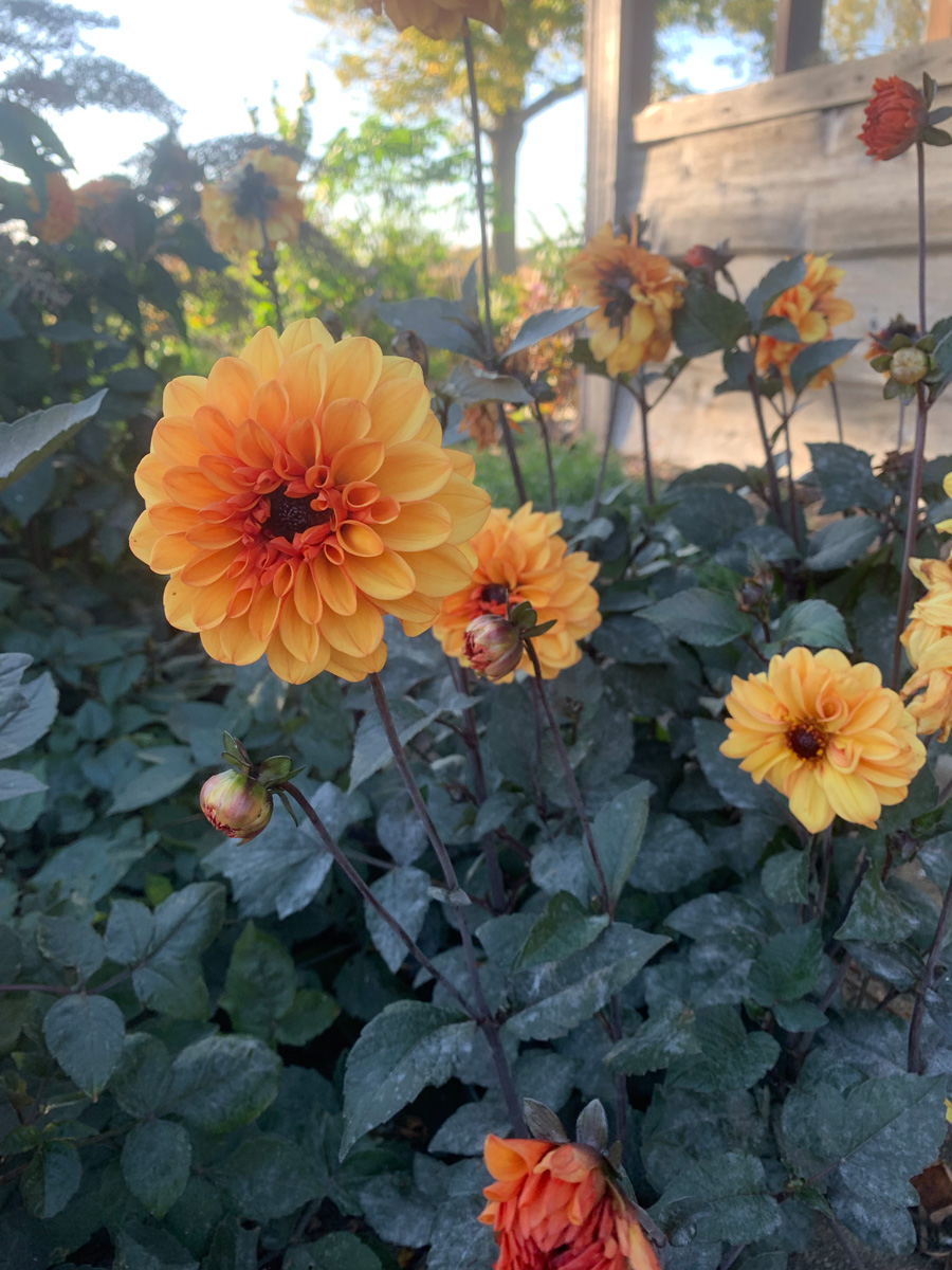 Episode 158: Plants That Earn Their Keep (with Irvin Etienne) - Fine ...