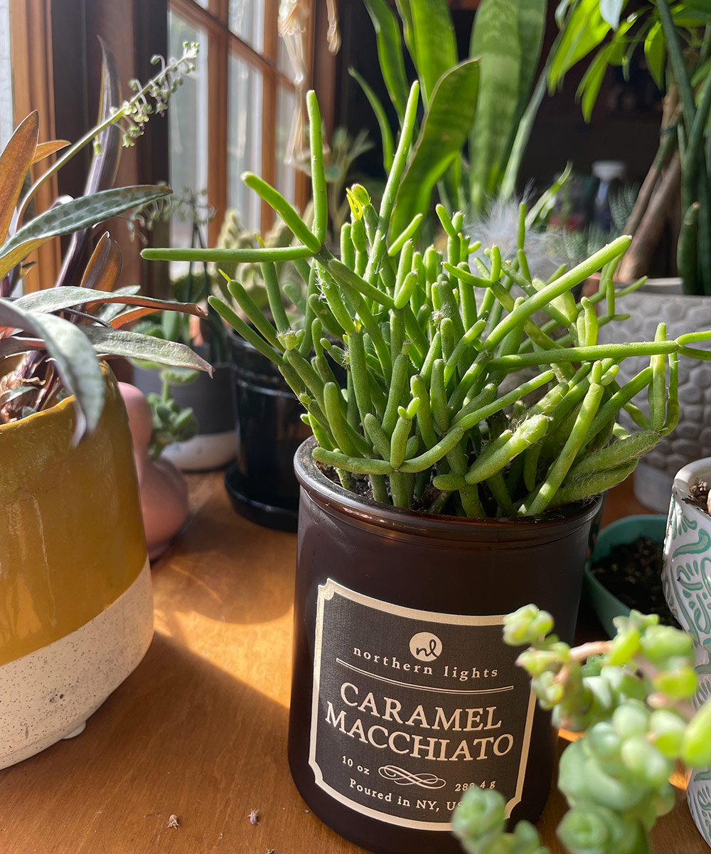 Cacti and Succulent Gardening in Connecticut - Fine Gardening