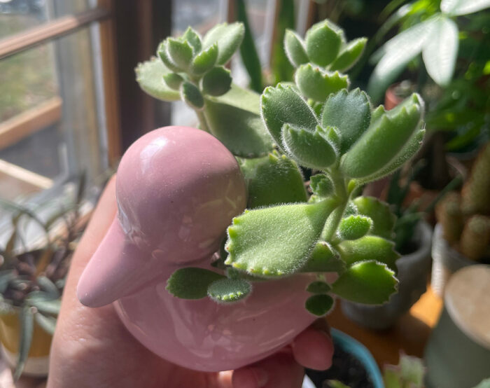 Cacti and Succulent Gardening in Connecticut - Fine Gardening