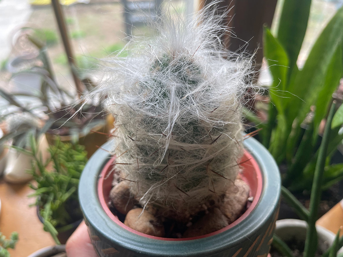 Cacti and Succulent Gardening in Connecticut - Fine Gardening