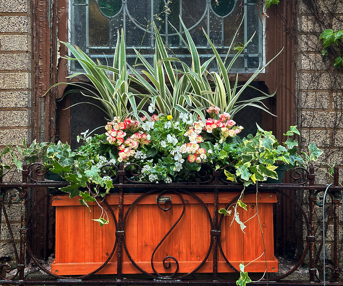 New Creations From a Window Box Expert - Fine Gardening