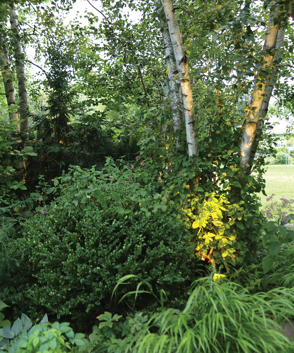 Design an Engaging, Naturalistic Garden in the Shade - Fine Gardening