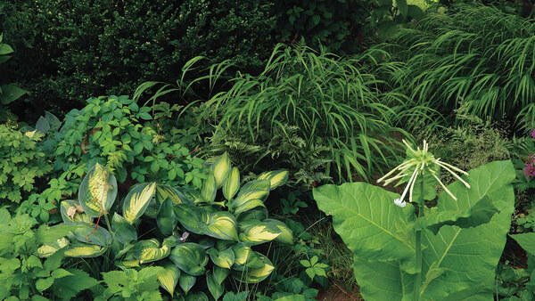 Design an Engaging, Naturalistic Garden in the Shade - Fine Gardening