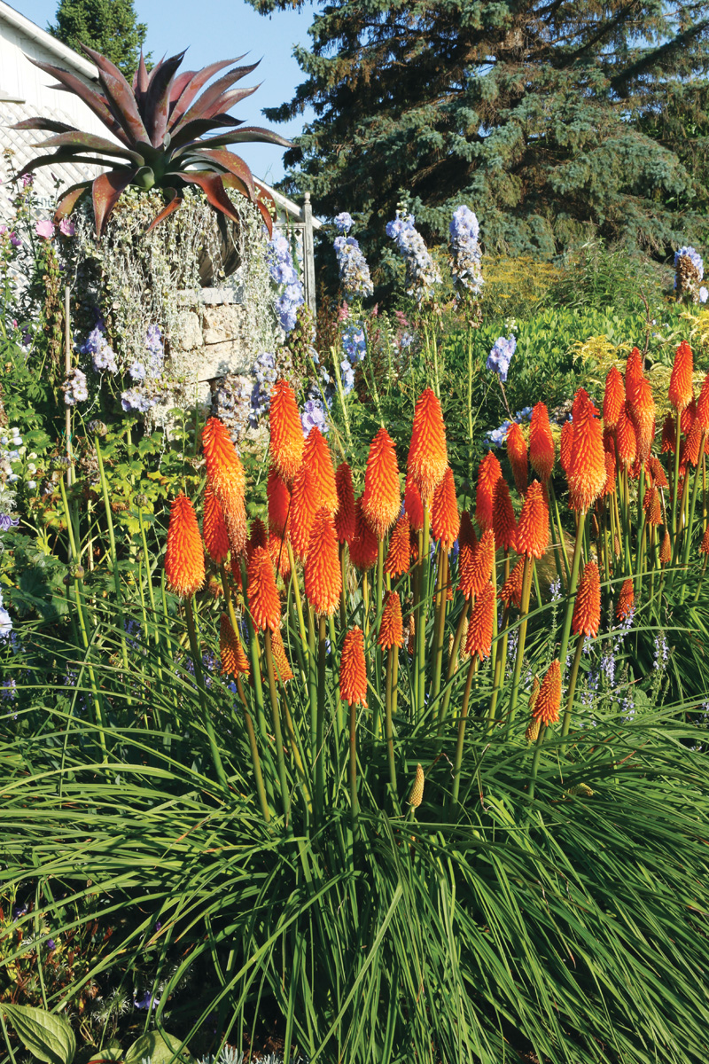 Grow the Best Red-Hot Pokers—Planting Guide and Trial Results - Fine ...