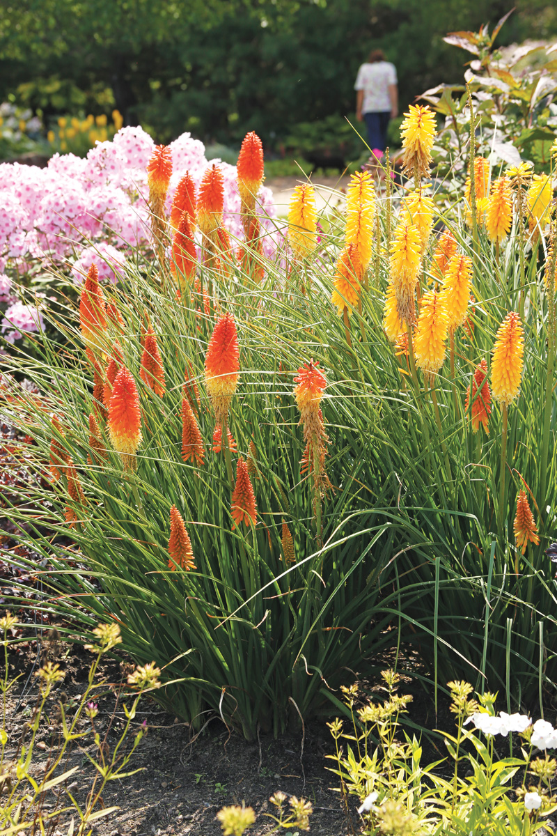 Grow the Best Red-Hot Pokers—Planting Guide and Trial Results - Fine ...