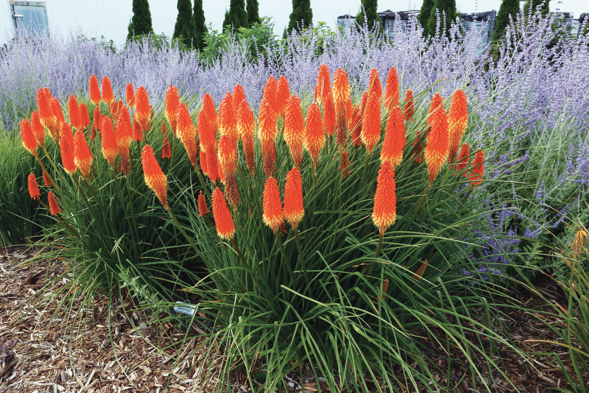 Grow the Best Red-Hot Pokers—Planting Guide and Trial Results - Fine ...