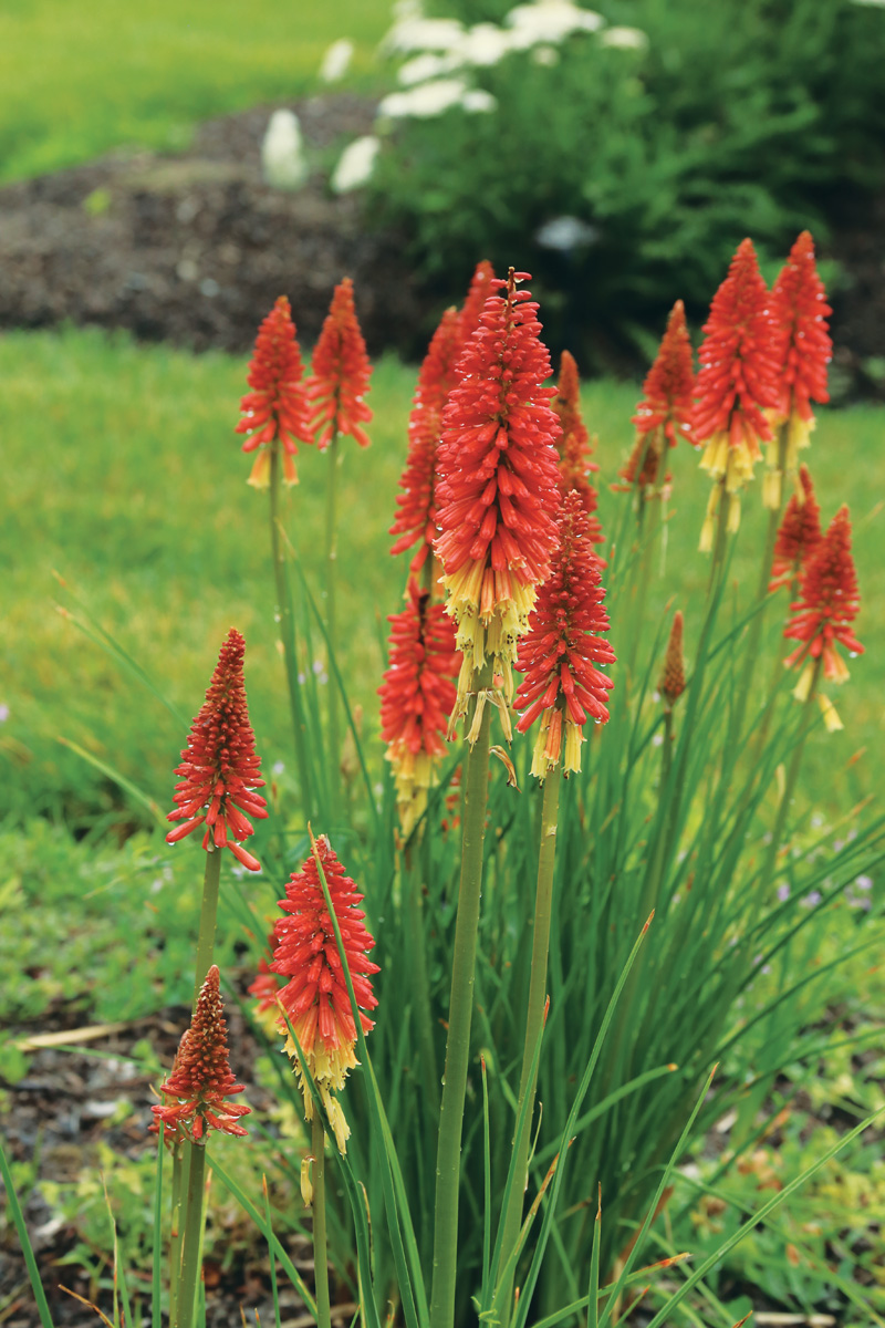 Grow the Best Red-Hot Pokers—Planting Guide and Trial Results - Fine ...