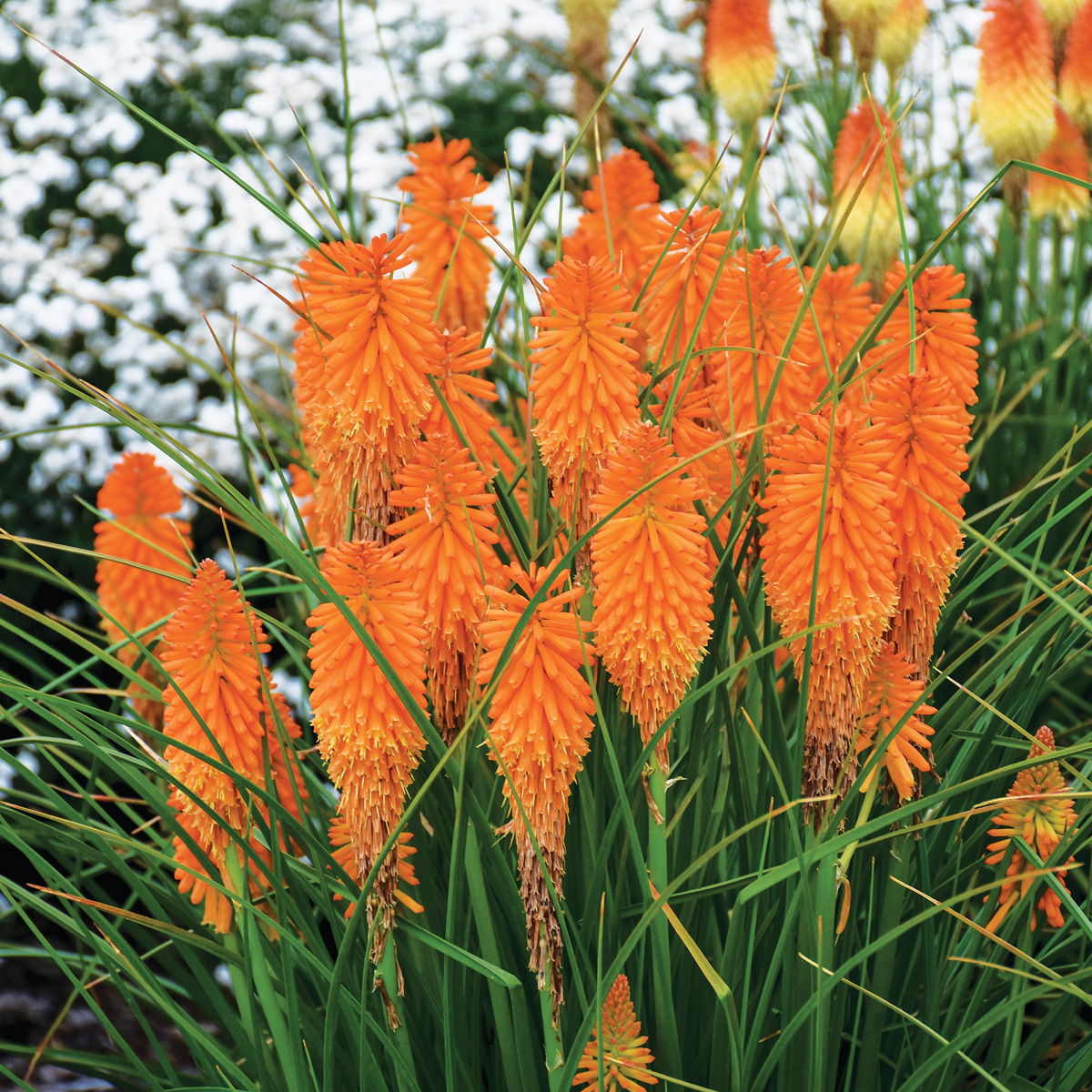 Grow the Best Red-Hot Pokers—Planting Guide and Trial Results - Fine ...