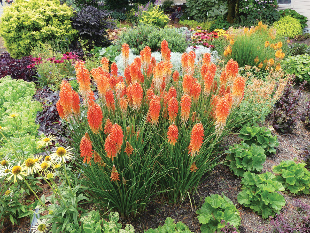 Grow the Best Red-Hot Pokers—Planting Guide and Trial Results - Fine ...