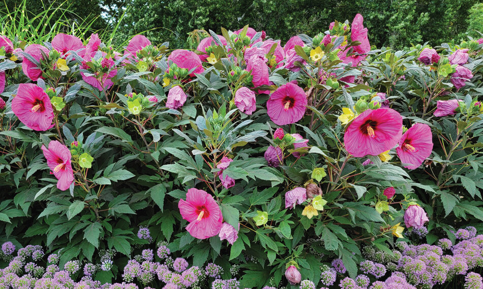 A Garden Planting Plan That Utilizes Adaptable Plants - Fine Gardening