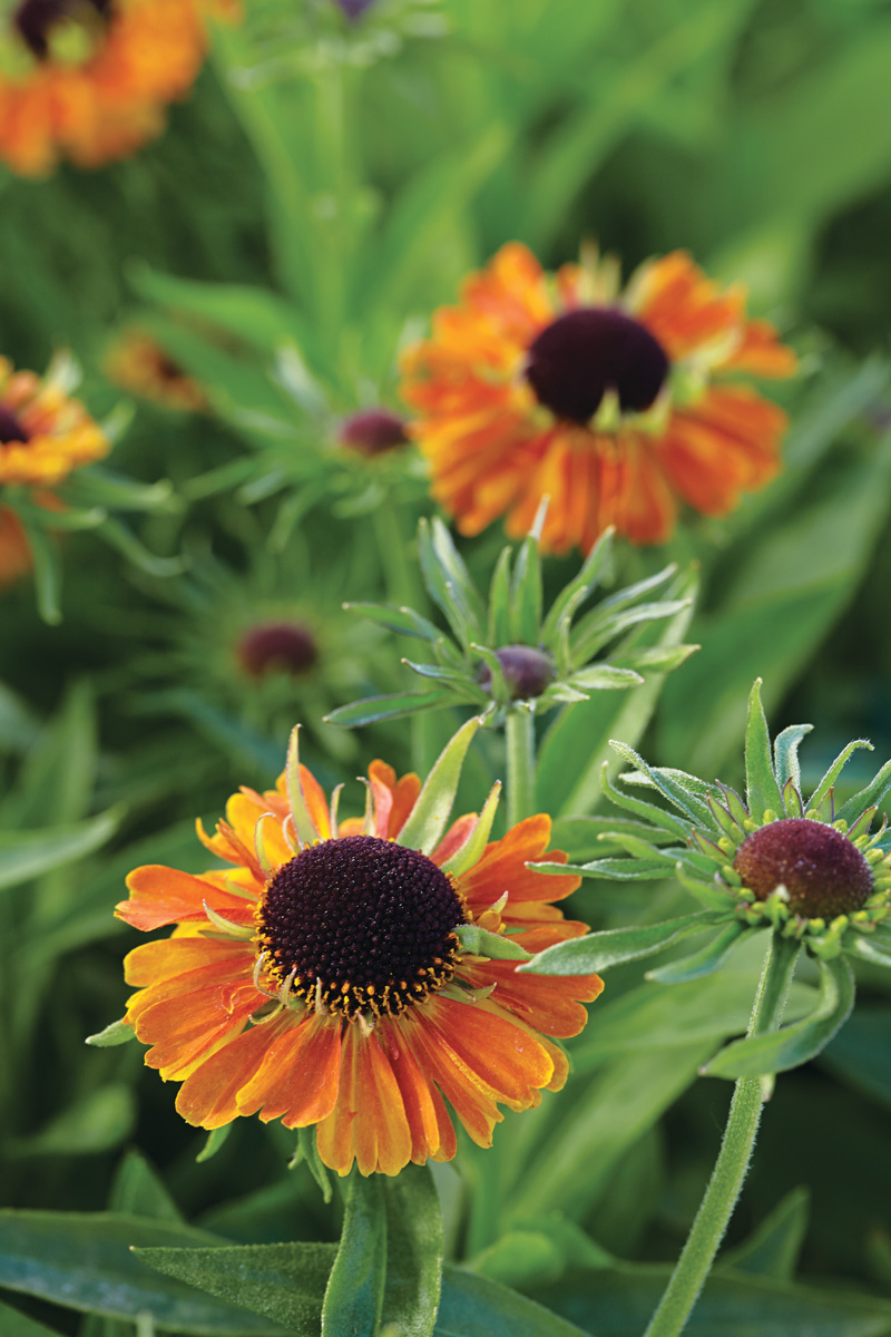 A Garden Planting Plan That Utilizes Adaptable Plants - Fine Gardening