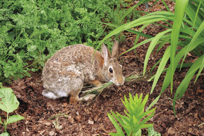 Gardening Against All Odds | Letter from the Editor - Fine Gardening