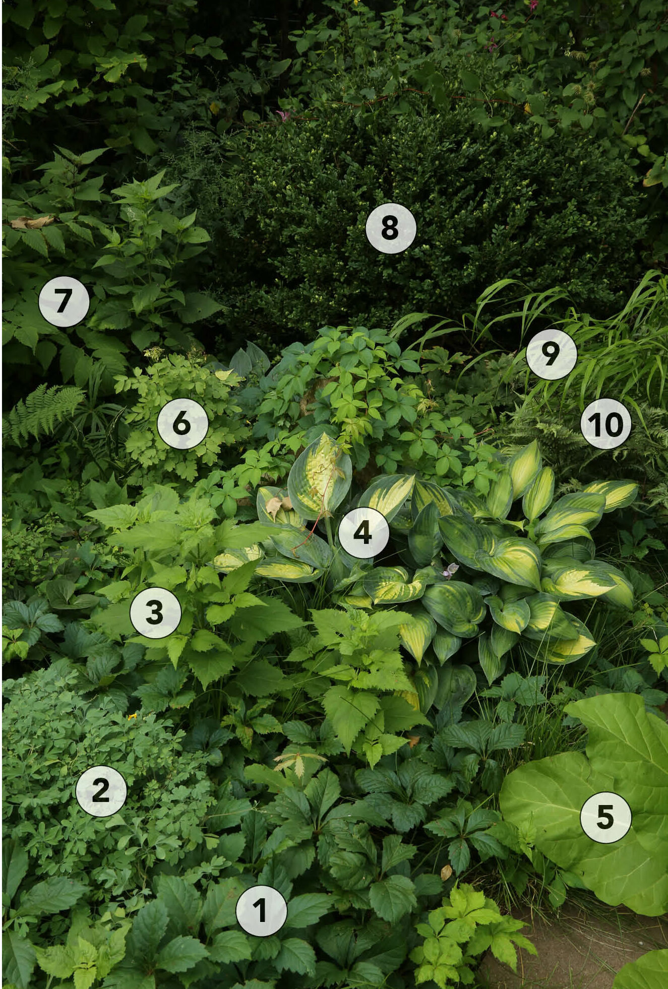 Design an Engaging, Naturalistic Garden in the Shade - Plant IDs - Fine ...