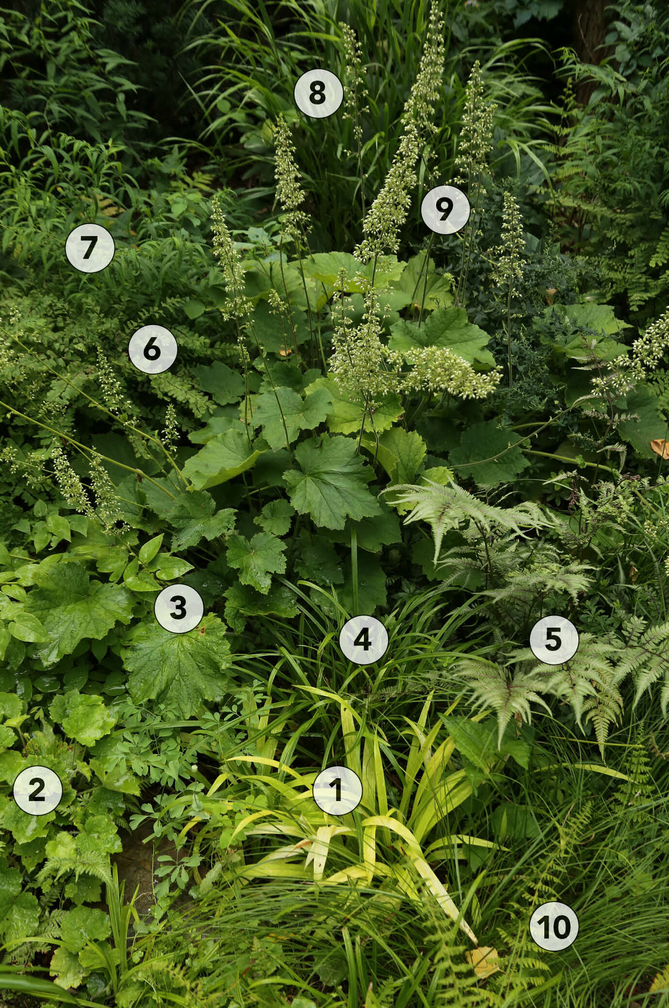 Design an Engaging, Naturalistic Garden in the Shade - Plant IDs - Fine ...