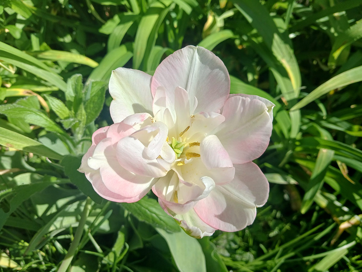 Lee’s Tulips in Mohawk Valley - Fine Gardening