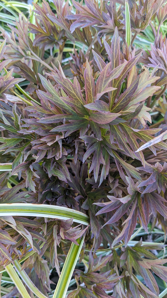 Episode 159: Plants That Take Sun and Shade - Fine Gardening