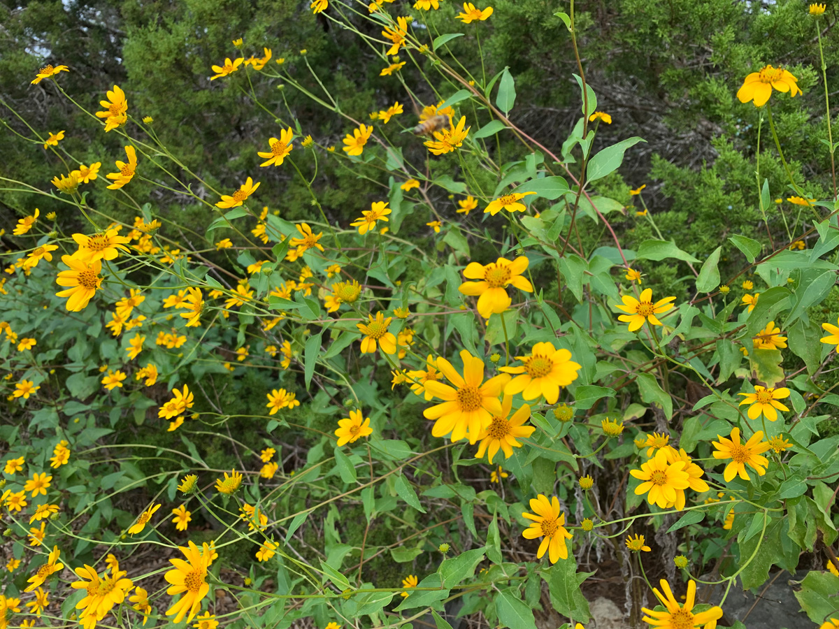 Episode 159: Plants That Take Sun and Shade - Fine Gardening