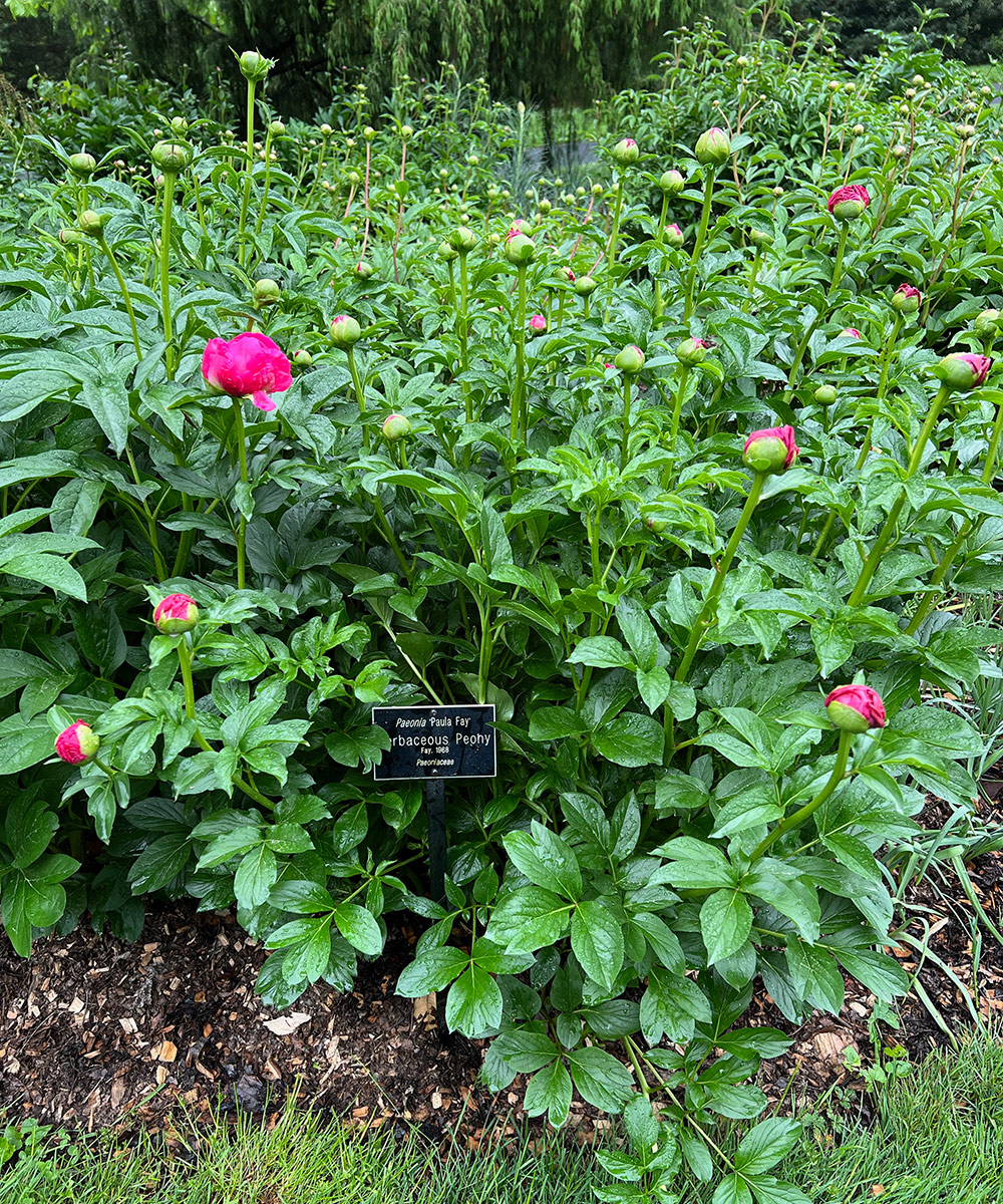 Peony Growing Basics for the Mid-Atlantic - Fine Gardening