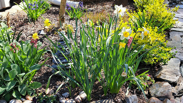 Spring in Elle’s Garden - Fine Gardening