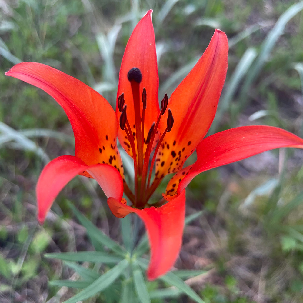 GPOD on the Road: Canadian Wildflowers - Fine Gardening