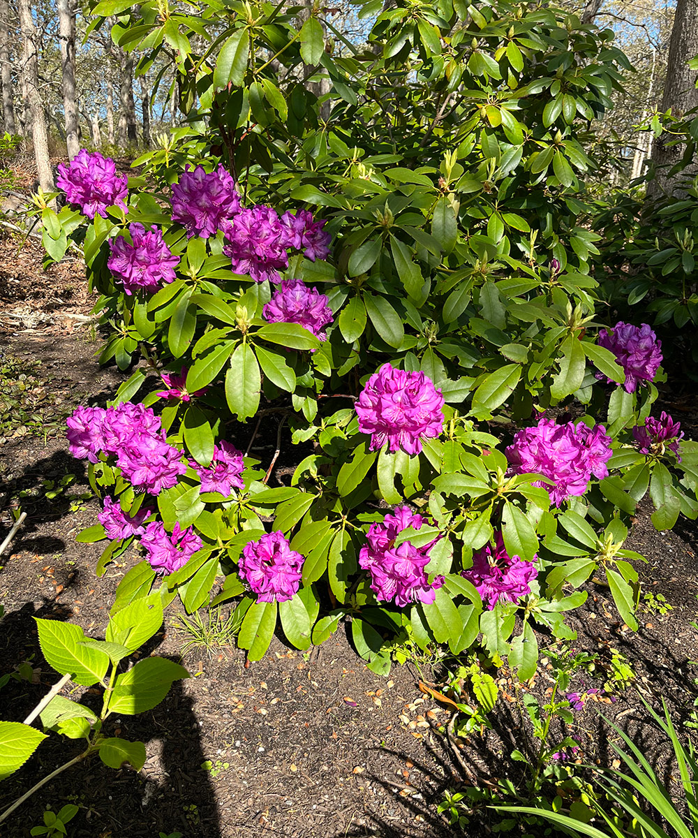 Fran’s Island Garden - Fine Gardening