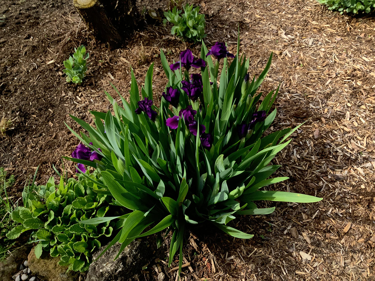 Spring in Alice’s Ontario Garden - Fine Gardening