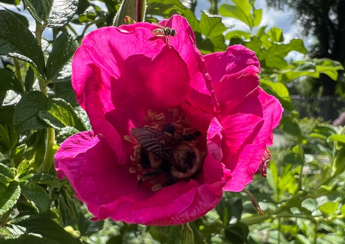 Rose Growing Basics - Fine Gardening