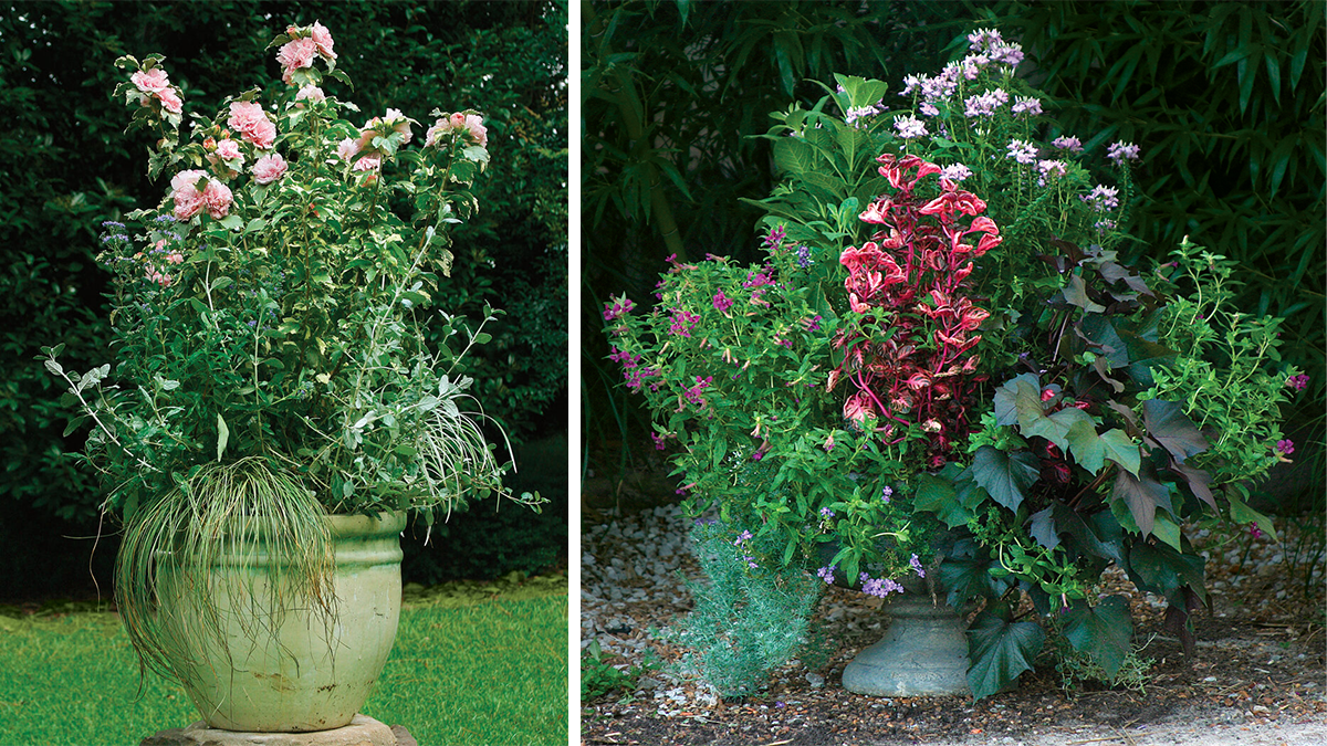 Summer Stars That Beat the Heat - Fine Gardening