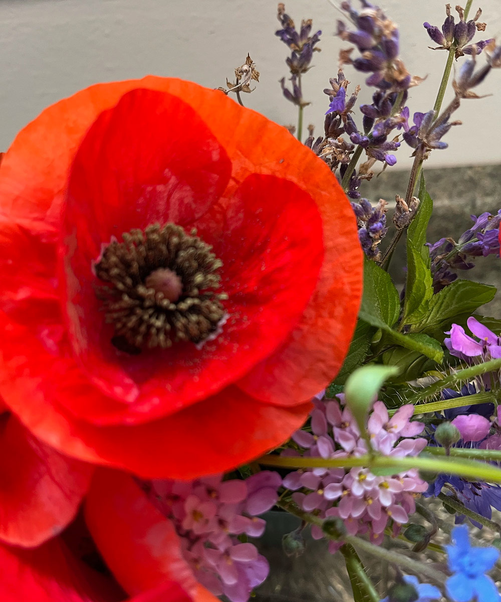 A Great Year for Poppies in Amanda's Garden - Fine Gardening