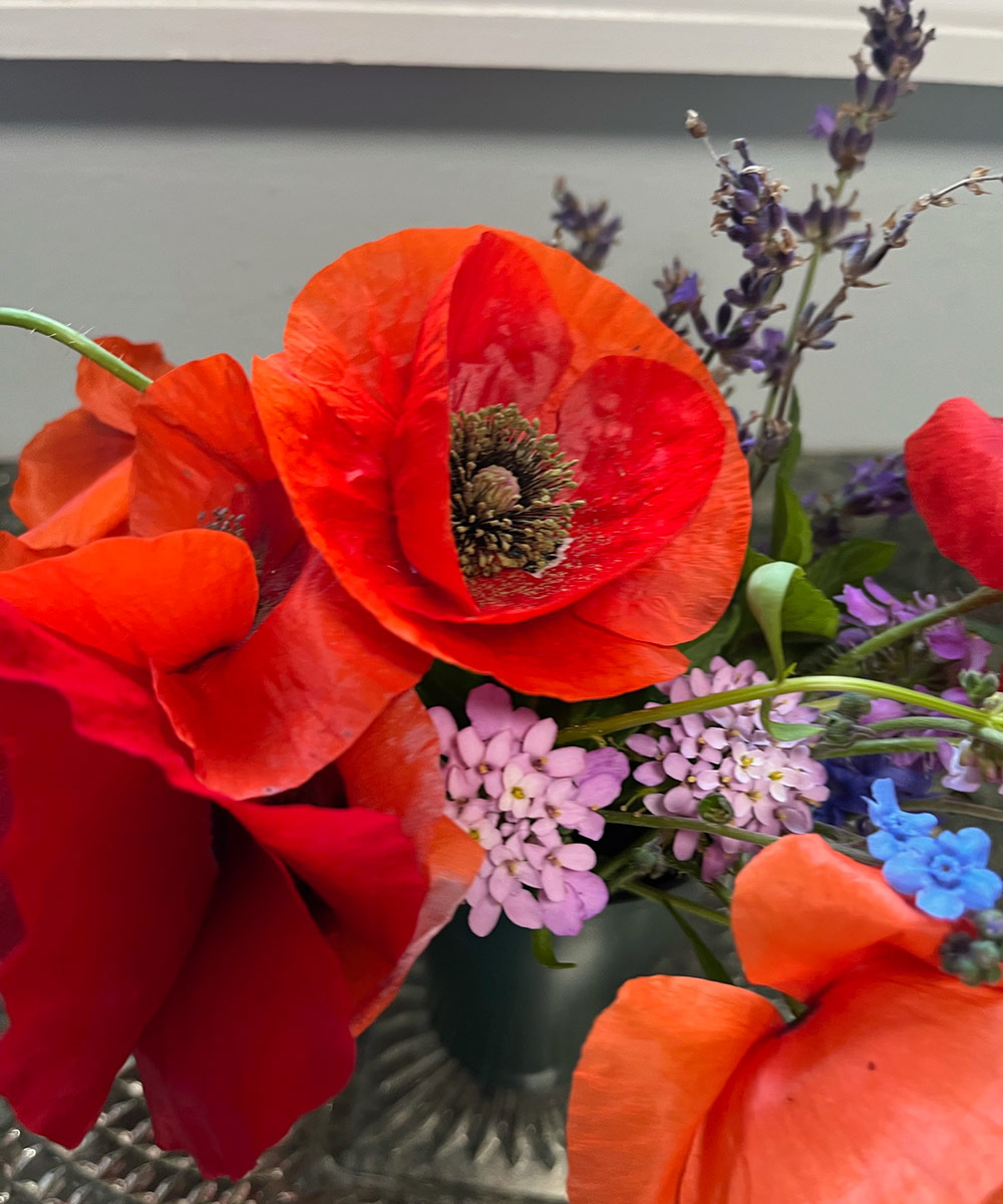 A Great Year for Poppies in Amanda's Garden - Fine Gardening