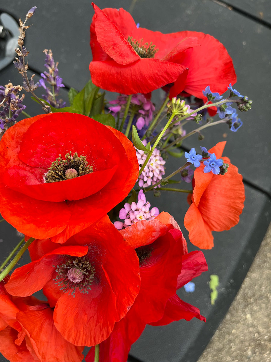A Great Year for Poppies in Amanda's Garden - Fine Gardening