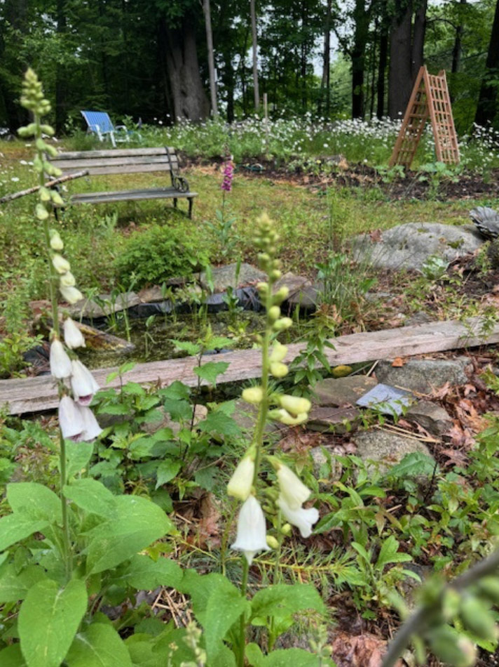 Stephanie's Wildlife Haven in New Hampshire - Fine Gardening